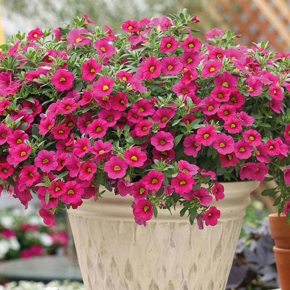 T&M Calibrachoa Million Bells Mix Garden Patio Half-hardy Annual ...