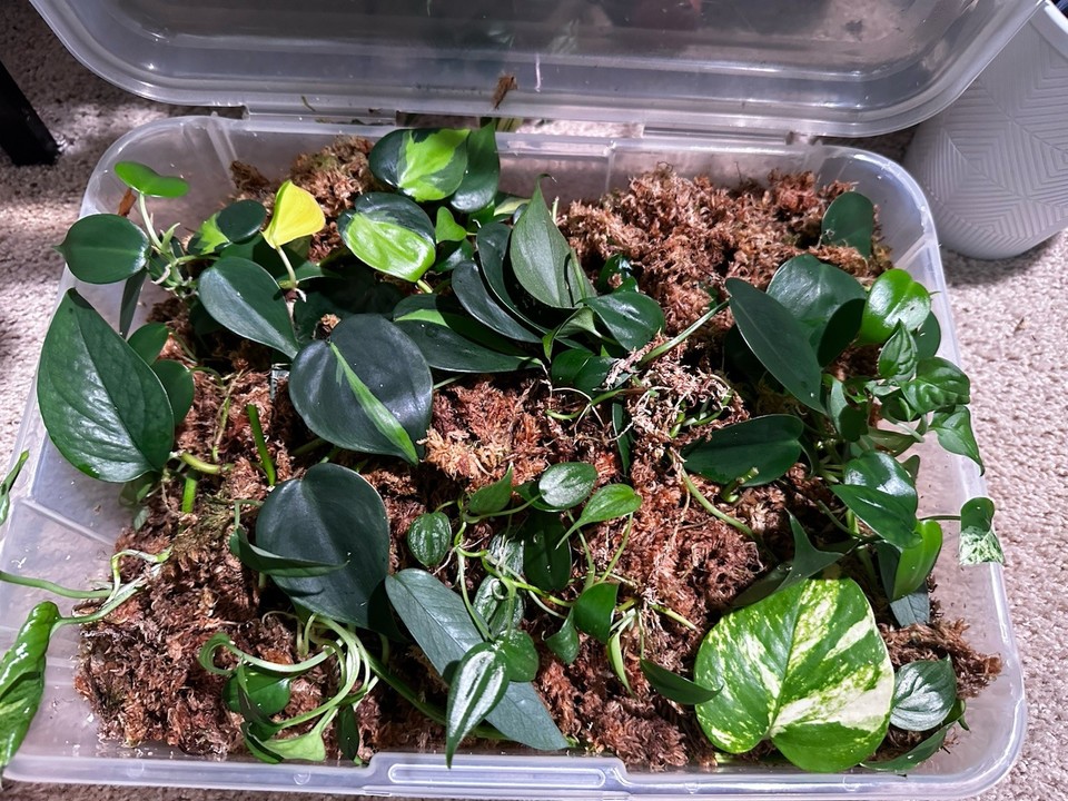 Rooted Propagations - Cebu Blue, Pothos, Monstera Adan., Epipremnum ...