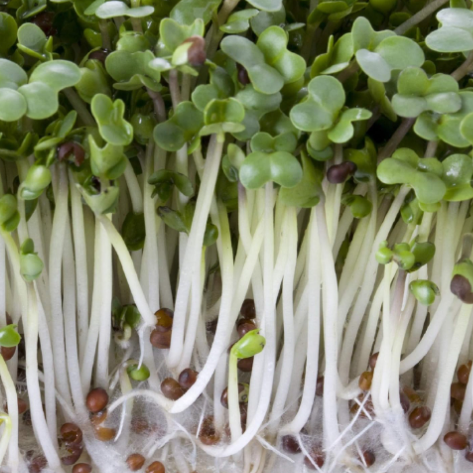 10 oz Broccoli, Non-GMO Seeds,Sprouting Sprouts Microgreens, Pure Seed ...