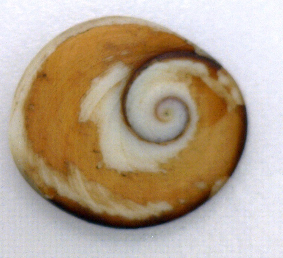 Antique Vintage Operculum Shell Stone for Repair Design Steampunk # ...