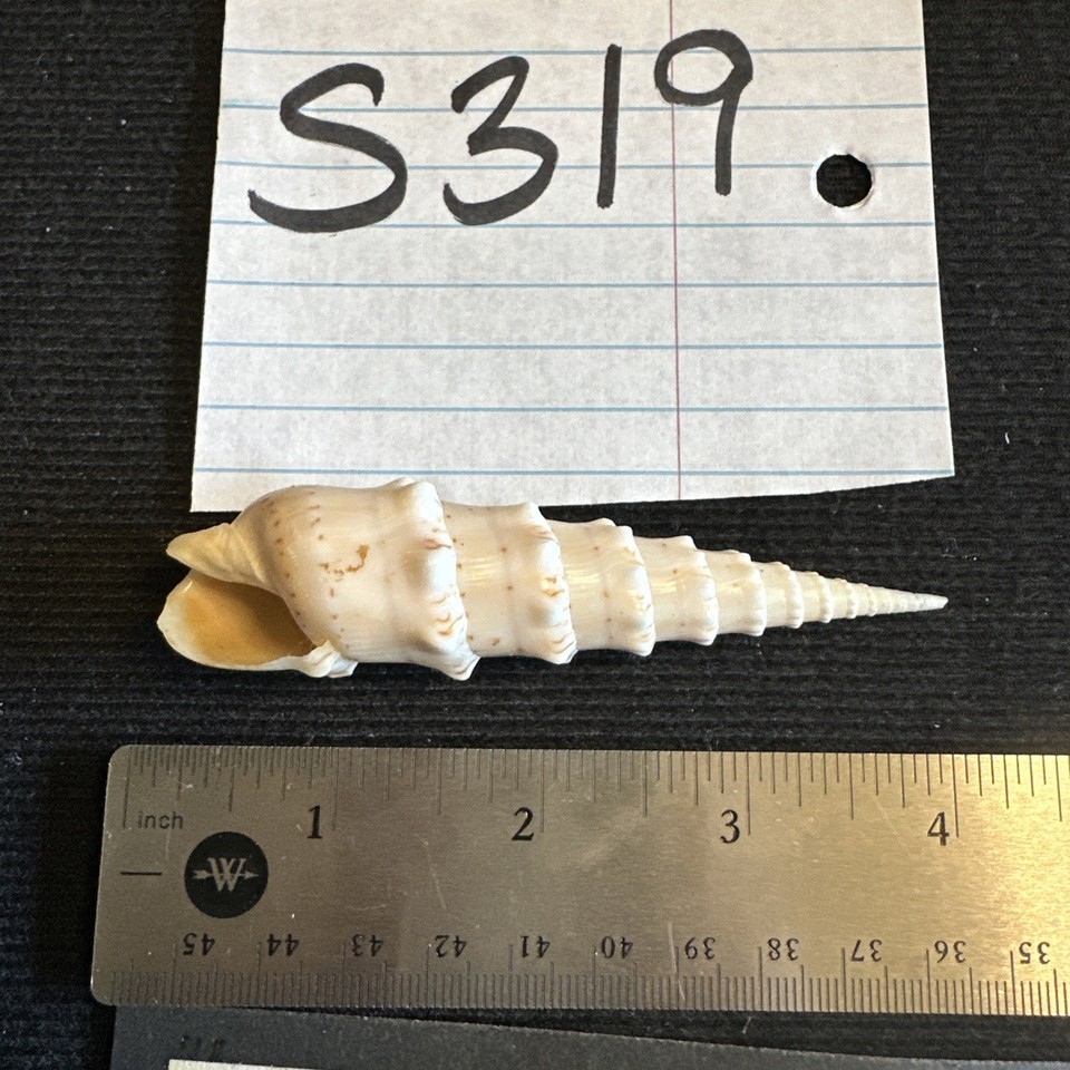 Seashell Terebra Crenulata Guam 1969 3.75” (S319) | eBay