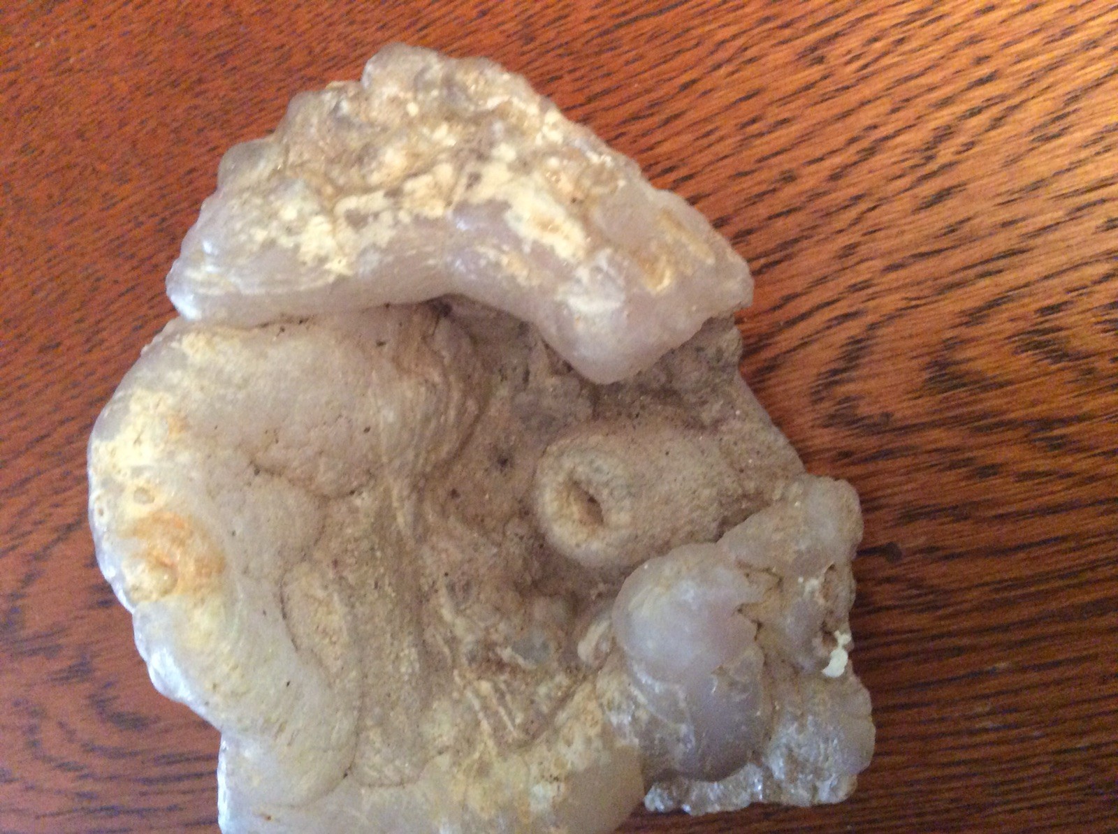 Genuine old fossil Pohlsepia octopus-like unique rare irreplaceable | eBay