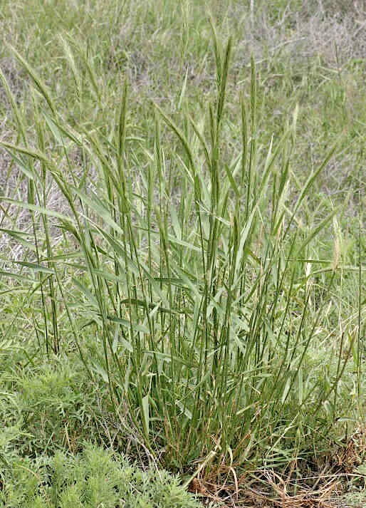 500+VIRGINIA EASTERN WILD RYE Grass Seeds Native Prairie Bunchgrass ...