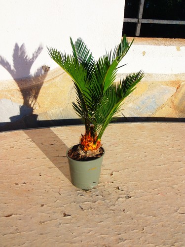 Fougère palmière - Cycas revoluta - palmier robuste et décoratif | eBay