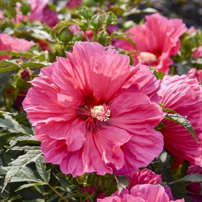 WATERMELON RUFFLES Hardy Hibiscus -- Plant in 4.5" pot | eBay