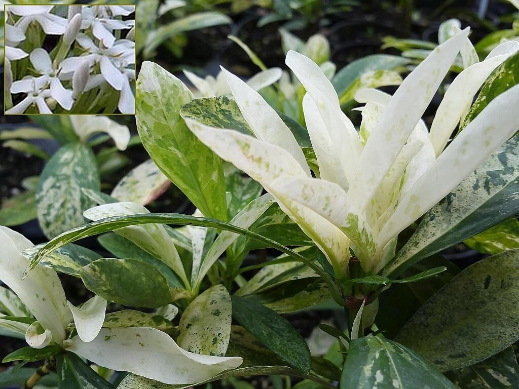 Thai Snow Ixora Variegated White Flower Rooted STARTER Plant | eBay