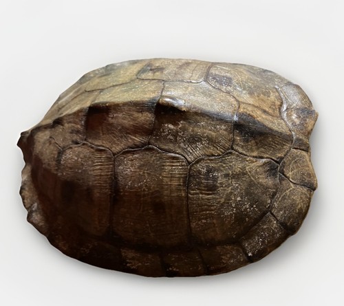 Turtle Shell 6 inches Red Eared Slider Real Turtle Shell - Starting to ...