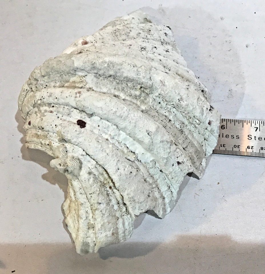 Natural Bowl Large Half Genuine Clam Shell Seashell Aquarium Beach ...