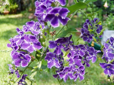 Duranta erecta | Sweet Memories | 10 Seeds | eBay