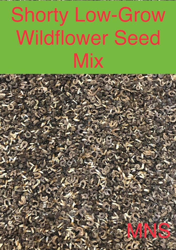 Wildflower Mix SHORTY LOW GROW Short Flowers Heirloom Non-GMO 1000 ...