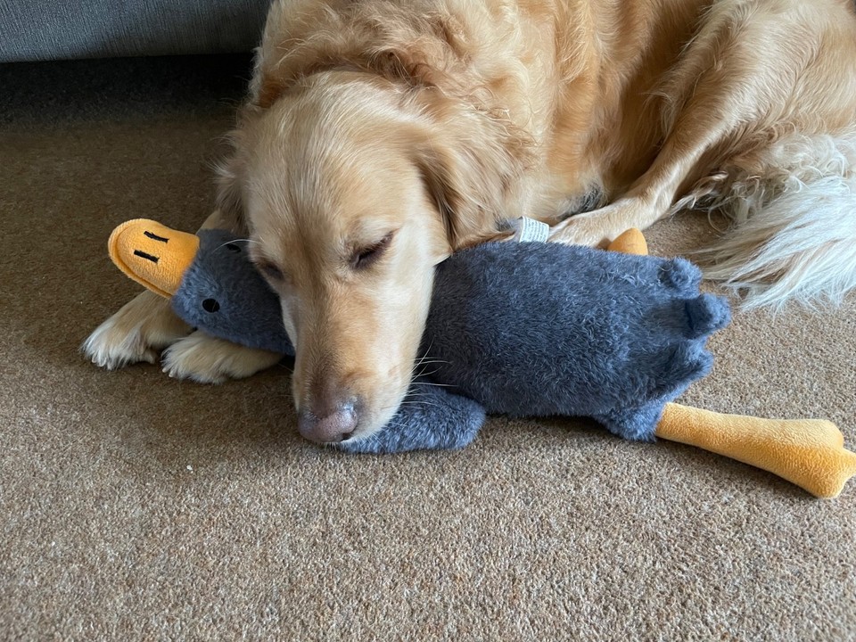 Dog Duck plush Toy Companion Calming Large 50cm Grey | eBay UK