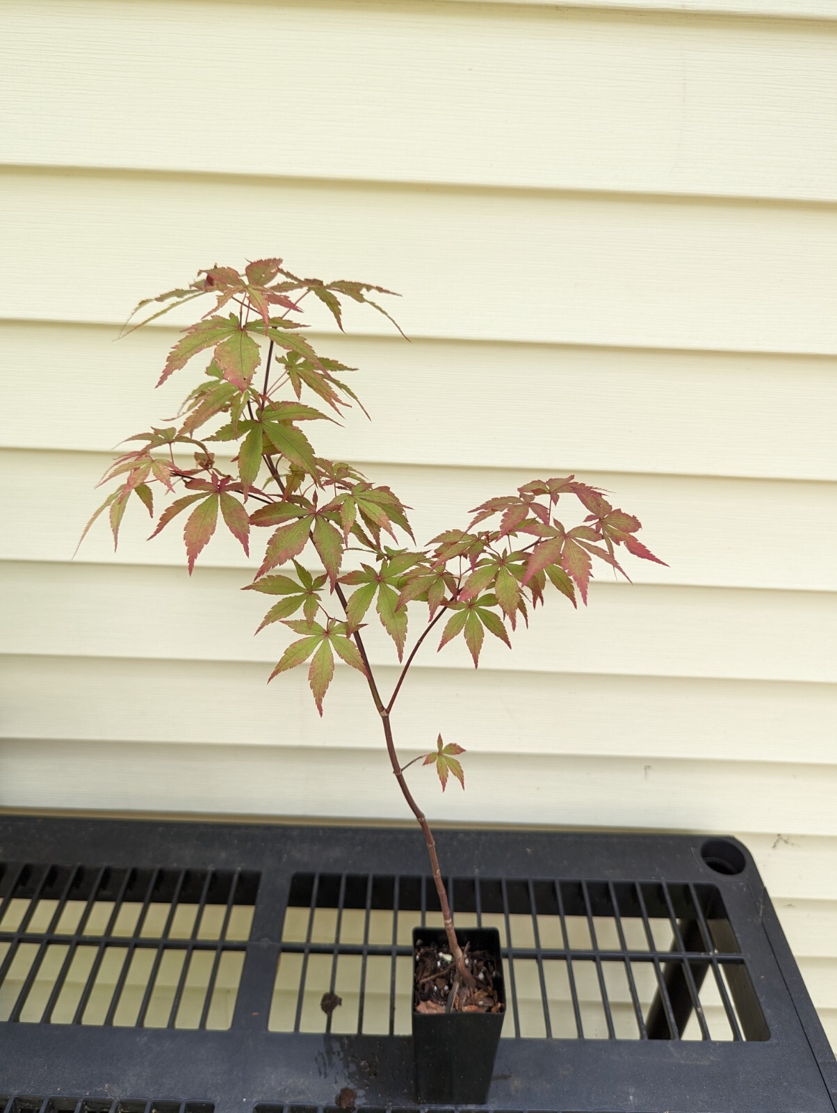 Red Leaf Japanese Maple Seedling - Acer palmatum var. atropurpureum | eBay