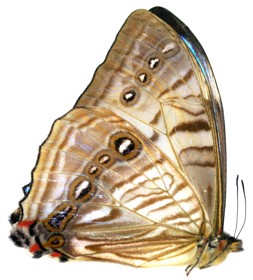 Insect Butterfly Moth Morphidae Morpho sulkowskyi-A1 MALE-Peru! | eBay