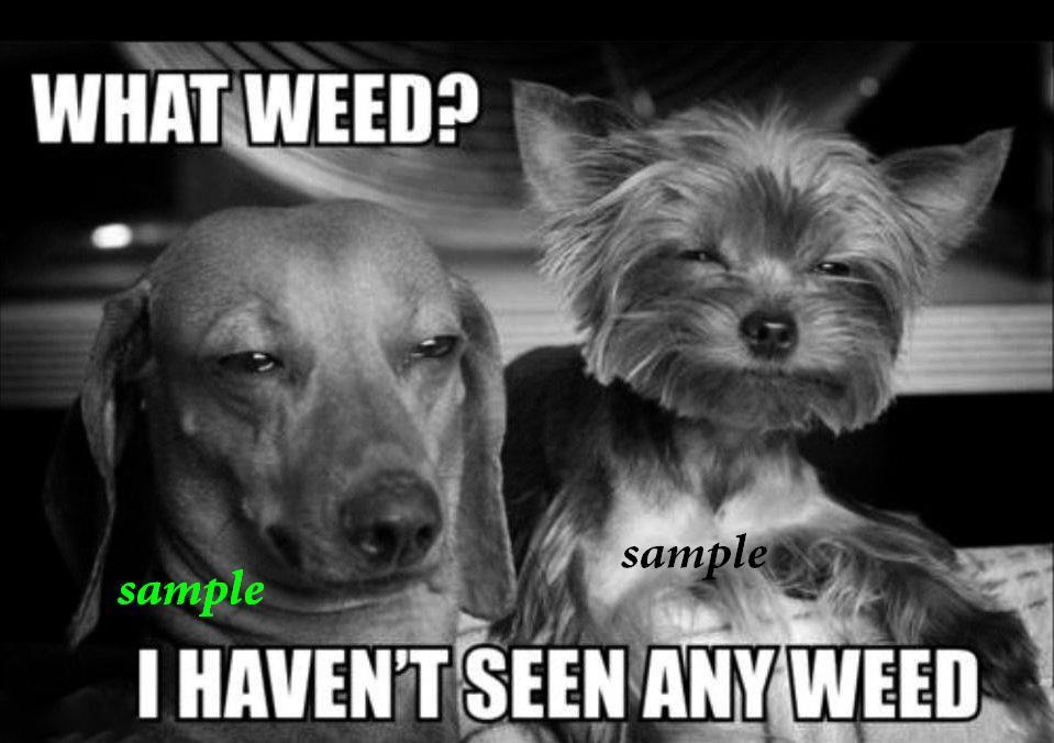 Dog Smoking Weed