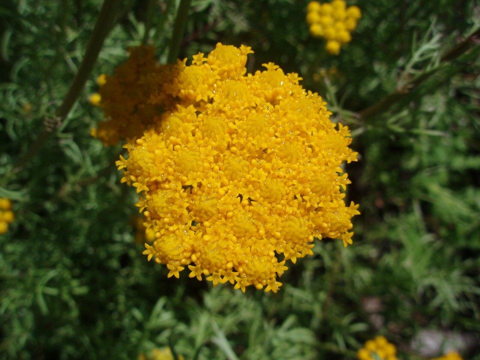 Ageratum - Lonas Inodora - Ageratum Yellow seed | eBay