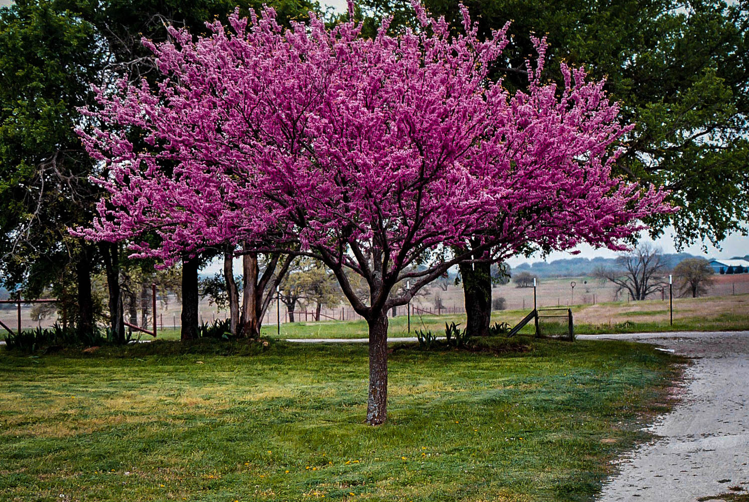 EASTERN REDBUD 'Cercis canadensis' TREE 1 TO 2 YEAR OLDS 16 TO 24 ...