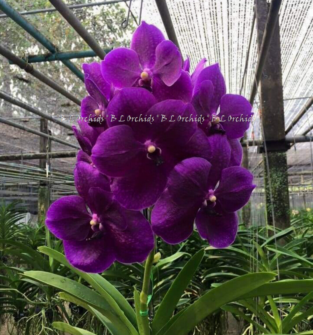 Orchids For Sale >> Orchids-care.info