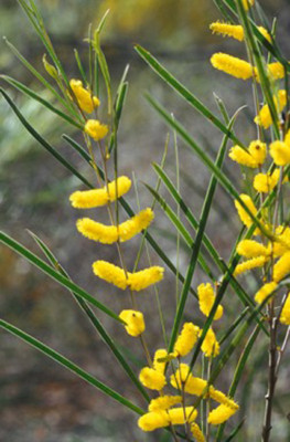 Acacia acuminata - Raspberry Jam Wattle Narrow Form - 30 Seeds | eBay
