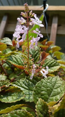 Purple Swedish Ivy Cuttings (4) Millionaria/Planta del Dinero Morada | eBay