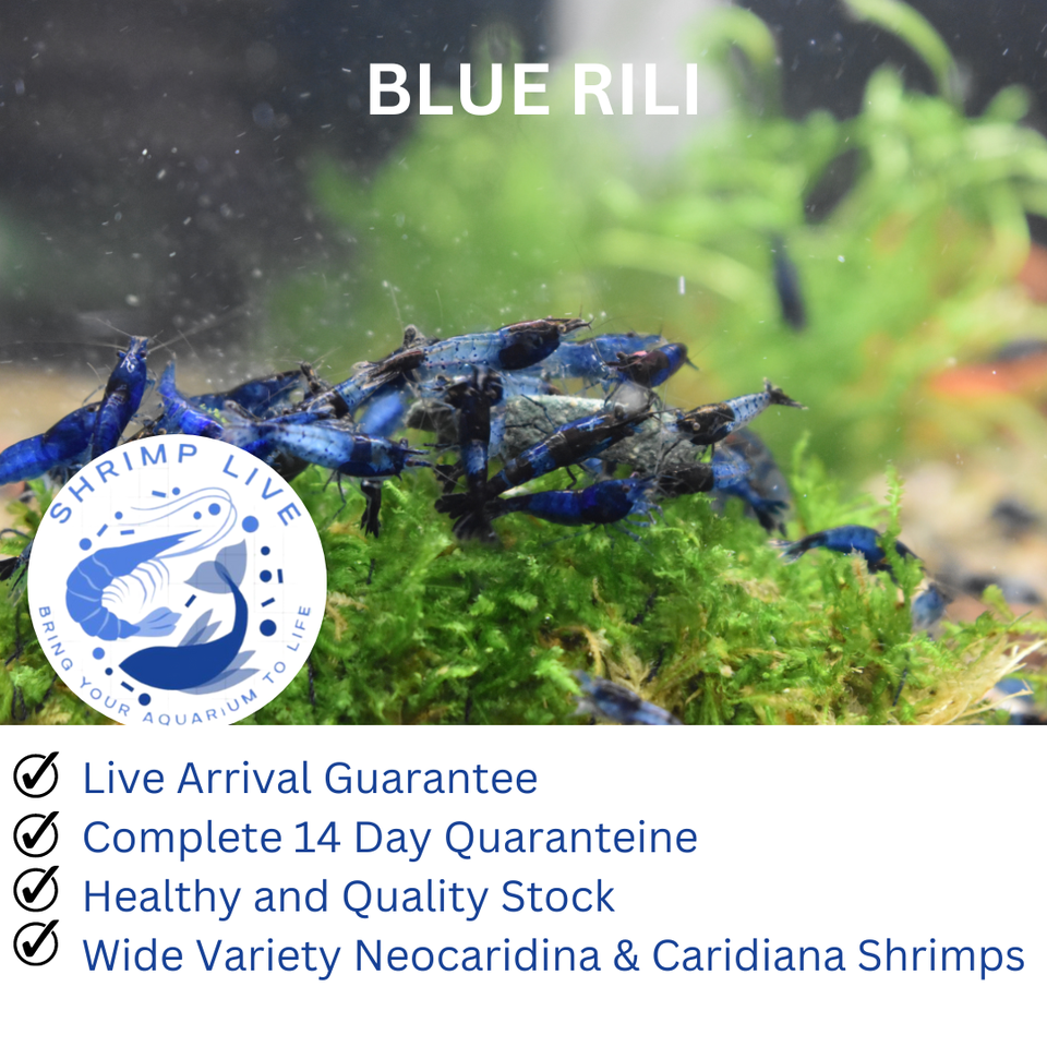 ShrimpLive 20+2 BLUE RILI Freshwater Neocaridina Shrimps Live Guarantee ...