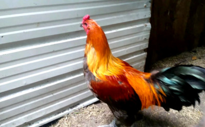 7 NPIP/AI CLEAN LIEGE FIGHTER HATCHING EGGS RARE SUPER SHOW QUALITY ...