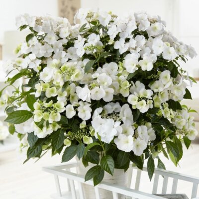 Hydrangea Runaway Bride Snow White Rhs Winner Garland Hydrangea 2L Pot ...
