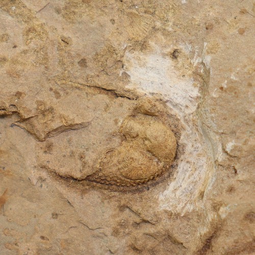 Trilobit, Tretaspis latilimba, Ordovizium, Billingen, Västergötland ...