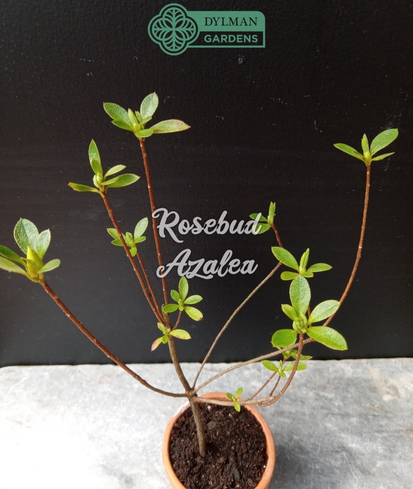 Rosebud Azalea - Rhododendron 'Rosebud' - 14 to 18 inches - Double Pink ...