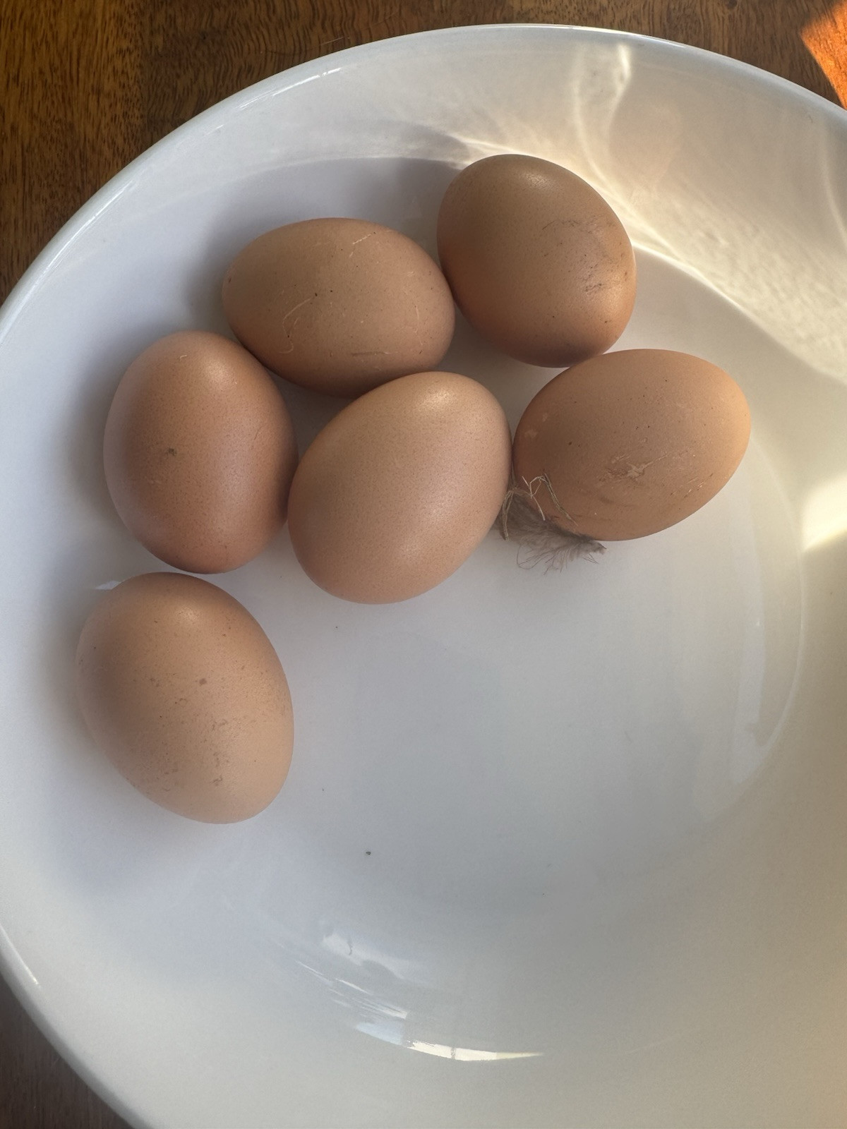PURE BREED RHODE ISLAND RED “BANTAM” CHICKEN EGGS / RHODIES / RIR Half ...