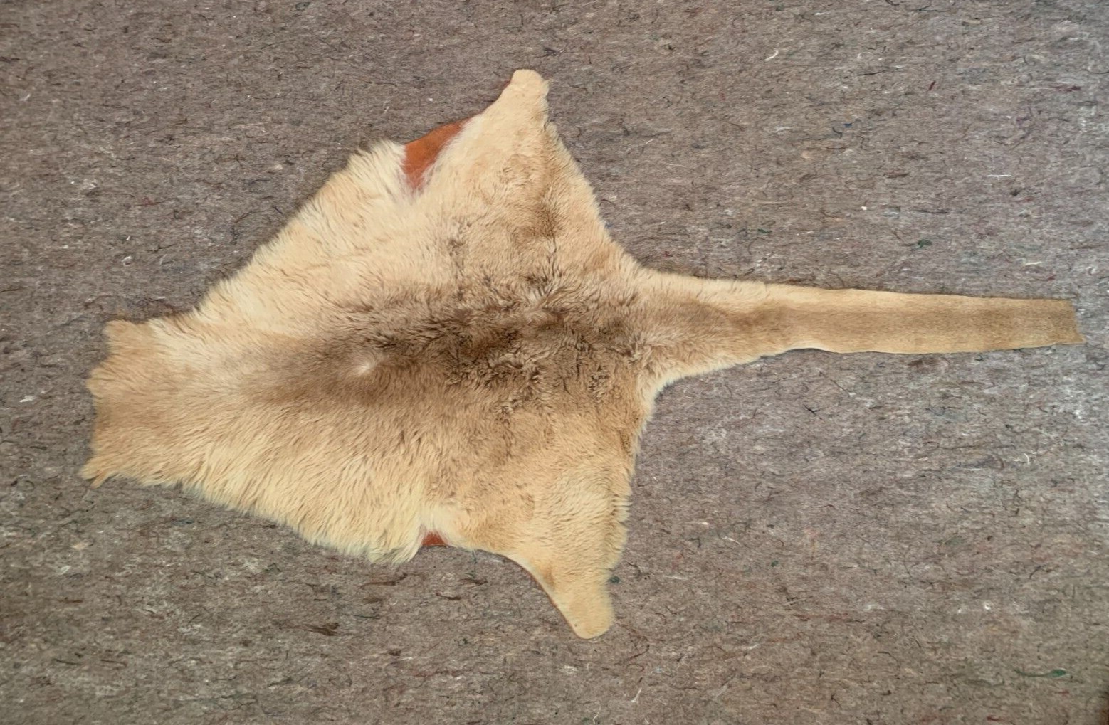 Tanned Kangaroo Hide Pelt Free Shipping in the Continental USA | eBay