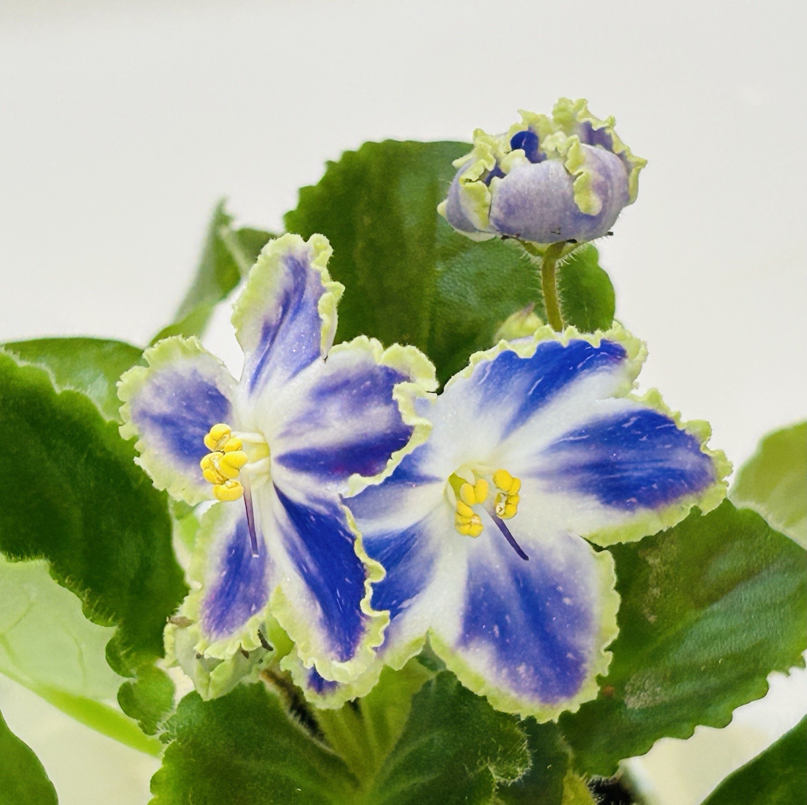African Violet plant. F- Kuznechik. F- Grasshopper . Blooming Plant ...