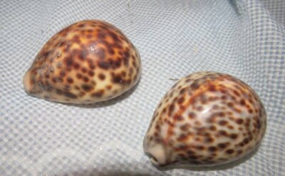 VINTAGE PAIR OF SPOTTED 3" SEA SHELLS CONCH | eBay