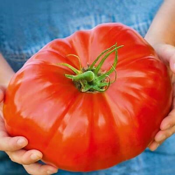25 ORGANIC BIG ZAC TOMATO SEEDS - THE LARGEST TOMATO OF ALL- GIANT HUGE ...