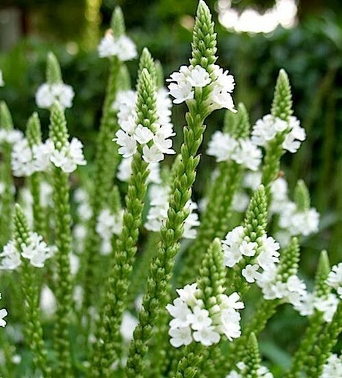 White Verbena Perennial 17 Beautiful White Flowers For Your Garden