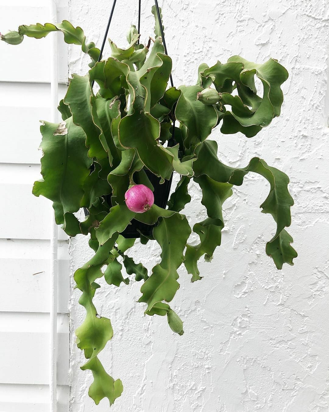 Epiphyllum Curly Locks Plant ~Night Blooming Orchid Cactus | eBay Australia