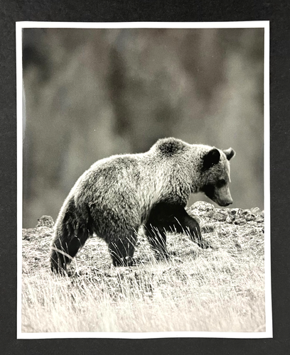 1990s Young Grizzly Brown Bear Cub Wildlife Walking Nature Vintage ...