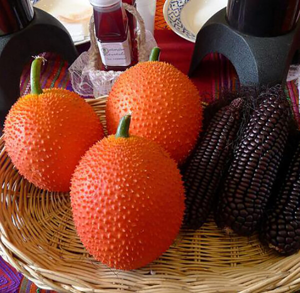 Momordica cochinchinensis, Gac Fruit, Mini Baby Jackfruit - 3 Se eds | eBay