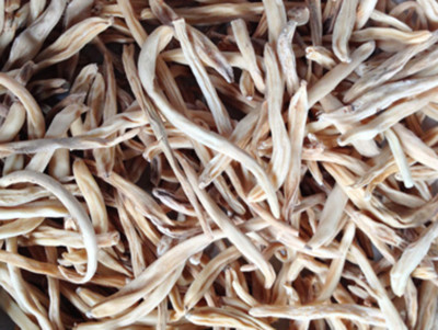 Safed Swet Musli Chlorophytum Borivilianum Tuberosum Root Root Raw ...