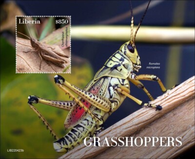 Grasshoppers Insects MNH Stamps 2022 Liberia S/S | eBay