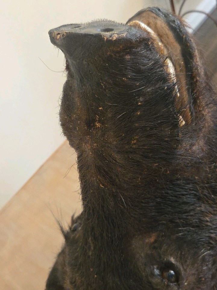 Vintage Massive Wild Boar Pig Hog Head Shoulder Mount Taxidermy Cabin ...