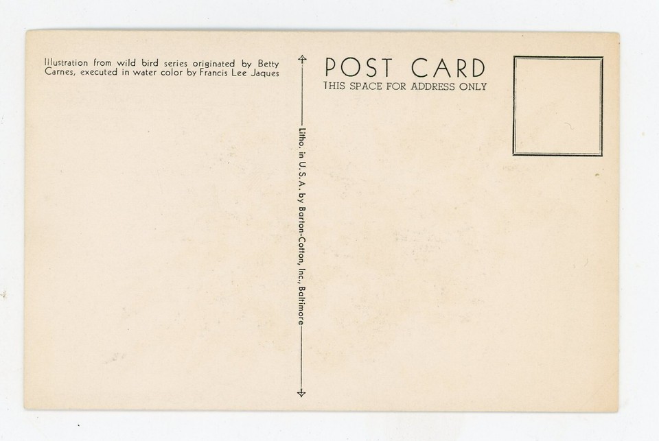 Vintage Postcard Animals Birds Robin Betty Carnes Watercolor Unposted ...