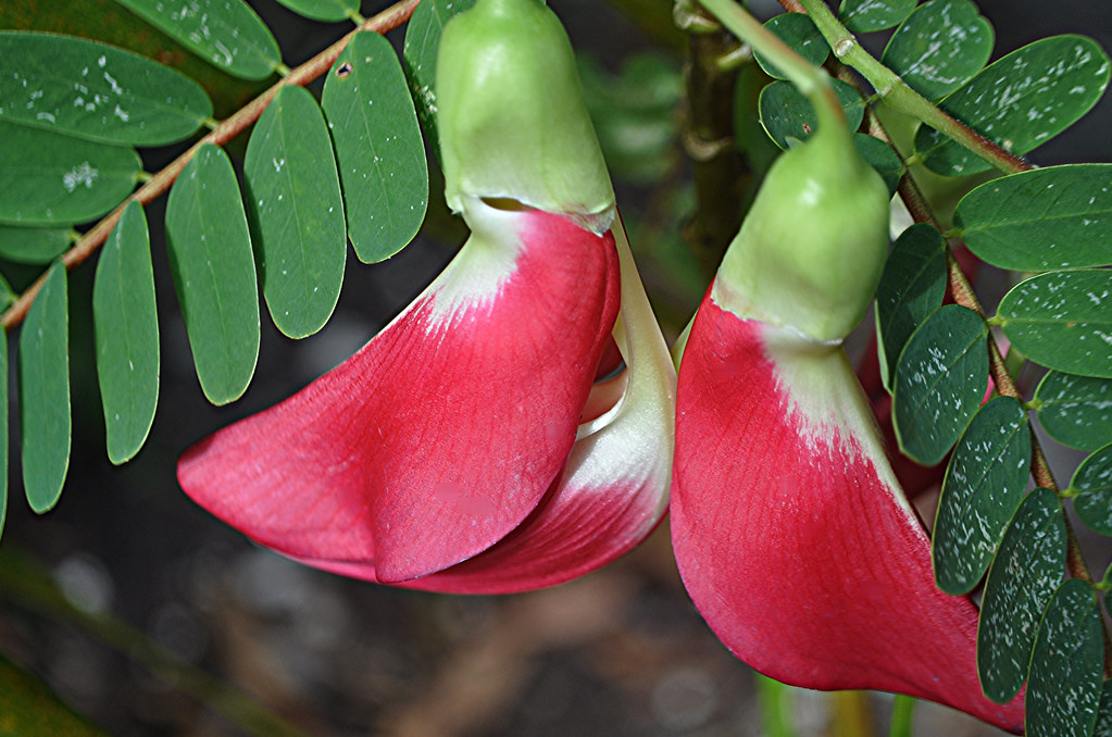 LIVE PLANT 2ft TALL Red Hummingbird Tree - Sesbania Grandiflora ...