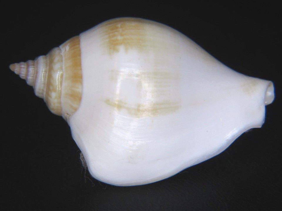 STROMBUS CANARIUM: RARE NEAR ALBINO DWARF @ 49.57MM W/OPERCULUM! | eBay