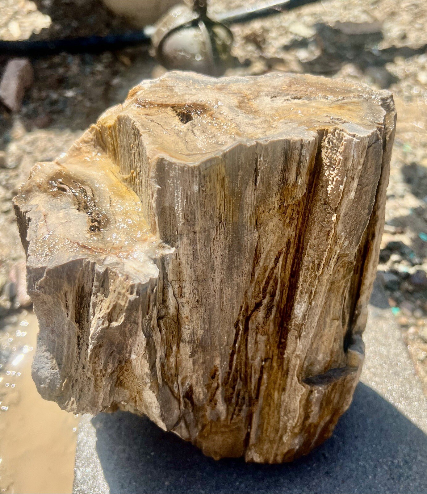 Best Rare Unique Petrified Wood For Sale Online | eBay