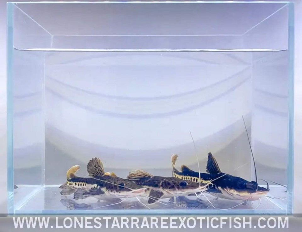 Red Tail x Tiger Shovelnose Catfish Hybrid - Live Aquarium Fish | eBay