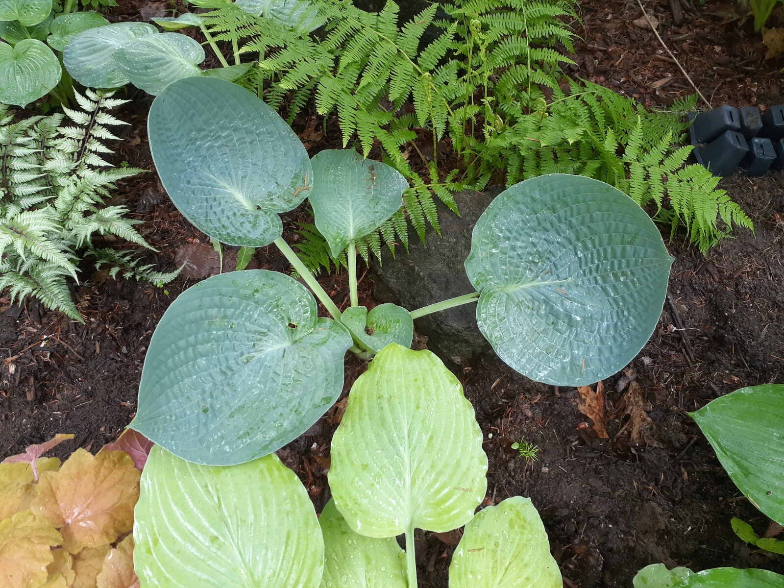 Hosta Seeds mix of colors, size, and leaf shape 50+ perennial seeds | eBay