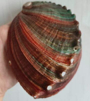 161mm Haliotis discus beautiful shell | eBay
