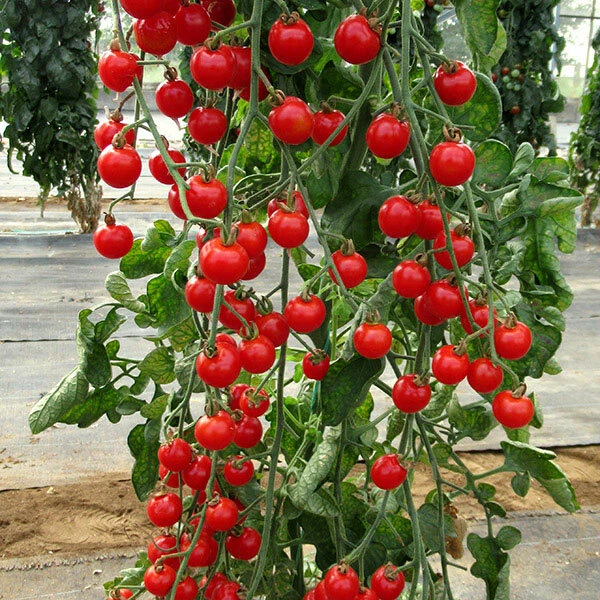 Garden Pearl Tomato Height | Fasci Garden
