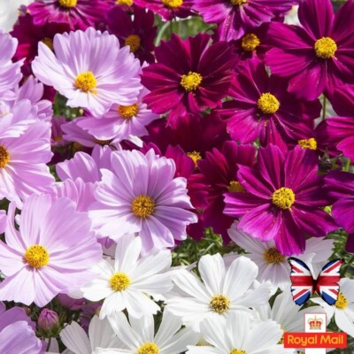 COSMOS 100 SEEDS DAISY COSMEA SENSATION TALL MIX MEXICAN ASTER | eBay UK