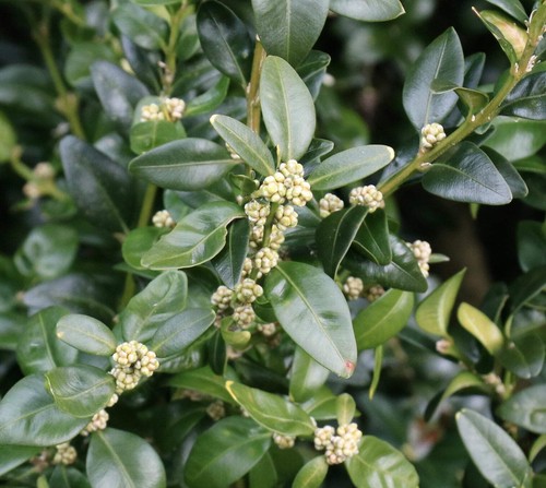 Buxus sempervirens | Common boxwood | European box - Common boxwood ...